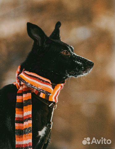 Две Сестрички Нора и Грета, ждут свой отчий дом