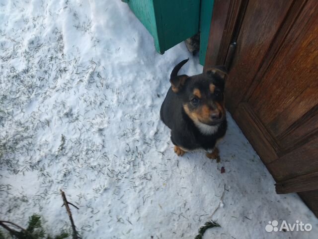 В добрые руки