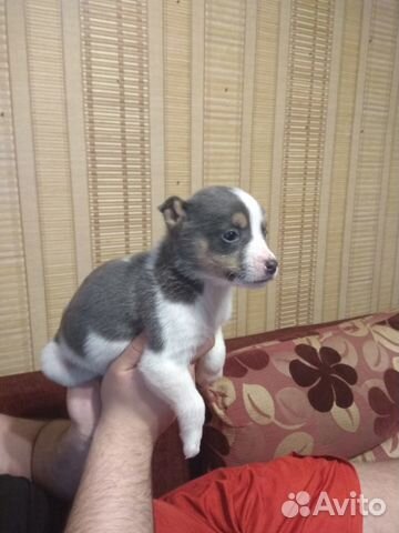 Мася, 2 мес., в дар в добрые руки