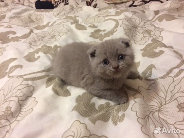 Шотландские котята