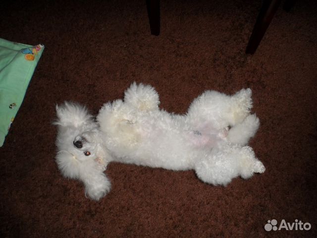 Той - пудель