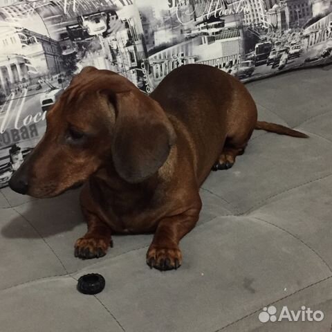 Такса.Вязка кабель