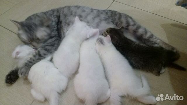 Скоттиш фолд и скоттиш страйт