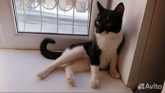 Кот-баюн, компаньон