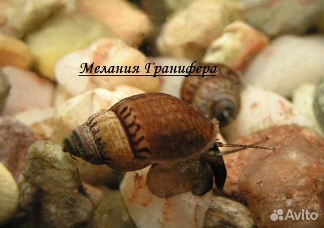 Аквариумные улитки