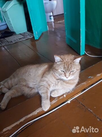 Отдам Кота на половину британец