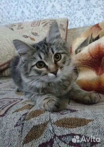 Кошечка в добрые руки