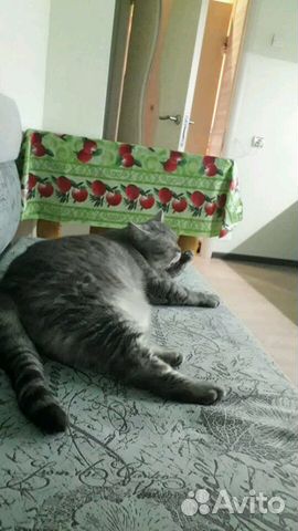 Отдам кота британец шотландец