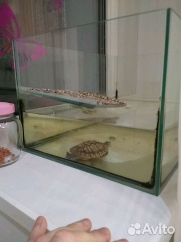 Черепашка красноухая с аквариумом бесплатно
