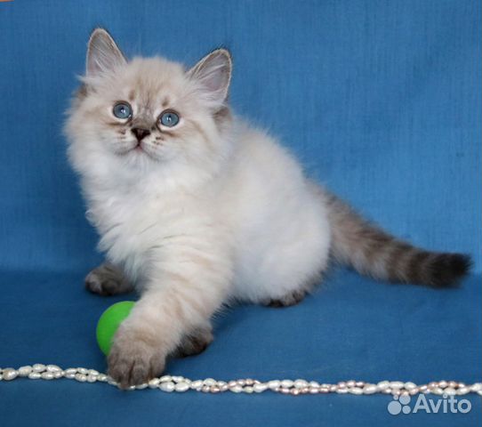 Элитный невский котик