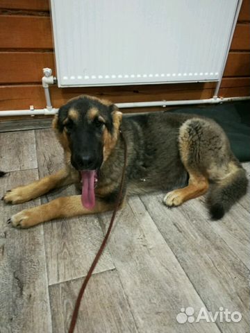 Щенок девочка стерилизована