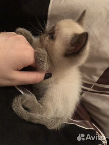 Британская кошечка
