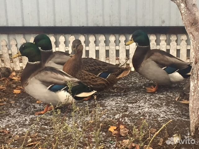 Подсадные утки