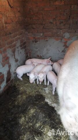 Продаю поросят