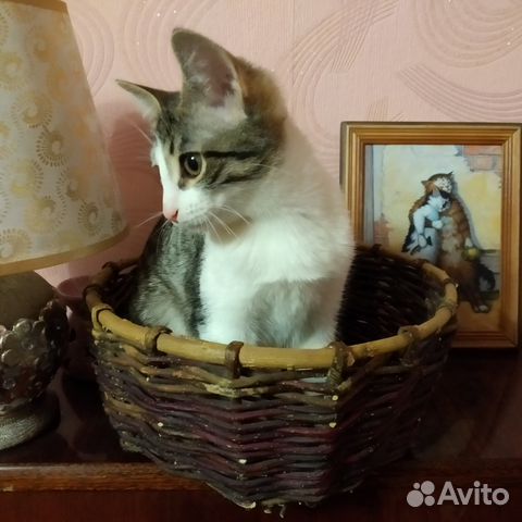 Подарим милого ласкового котенка