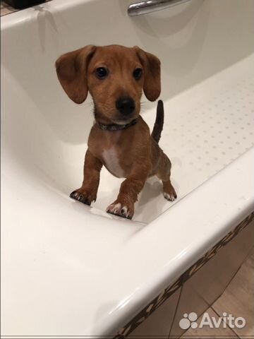 Кроличья такса, девочка из питомника