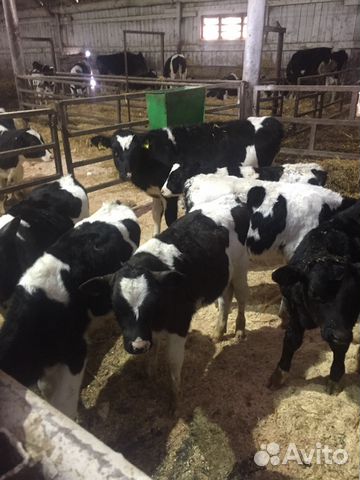 Бычки 3-4 месячные