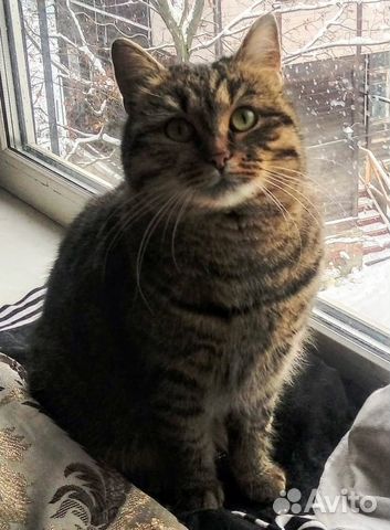 Кошечка Ася