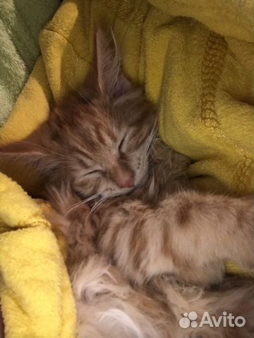 Котёнок мейн-кун Зевс