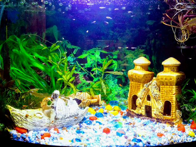 Отдам мальков гуппи и меченосцев