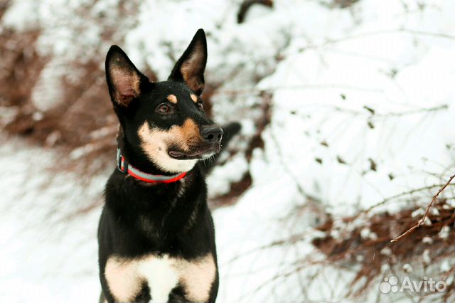 Щенок 8 месяцев