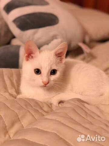 Котенок в добрые руки