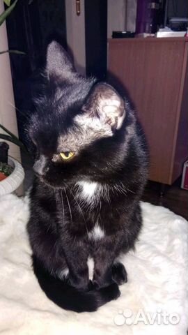 Кот черный пропал