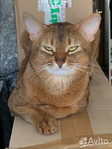 Вязка с абессинцем