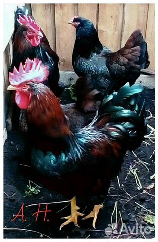 Барневельдер