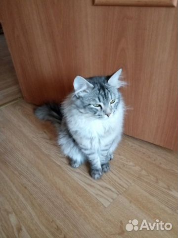 Кот Степан