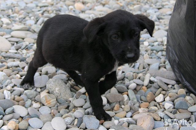 Блек мальчик