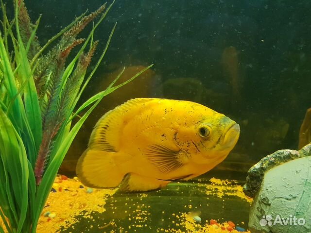 Астронотус