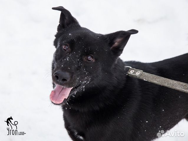 Молодой метис лайки Макс ждет своего человека