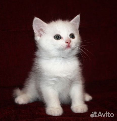 Белоснежные котята турецкой ангоры