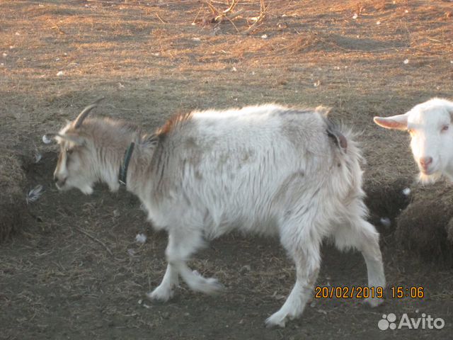 Коза годовалая на мясо