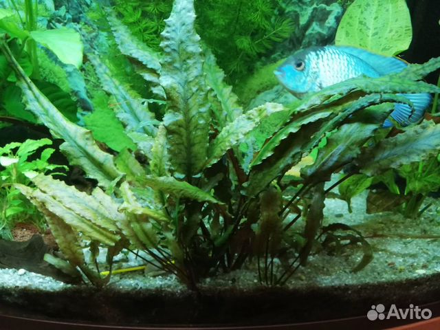 Роголистник, криптокарина Вендта