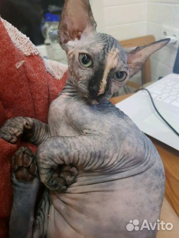 Канадский сфинкс