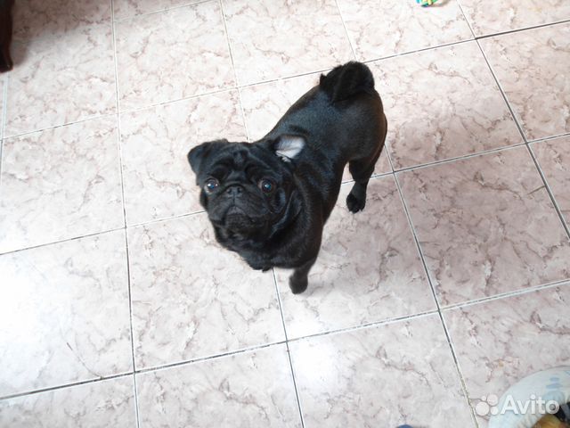 Мопс по кличке Аль Капоне