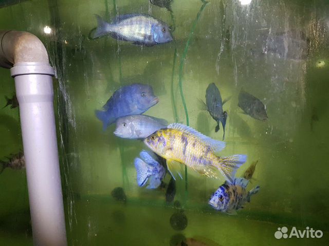 Цихлиды алунокары, семьями