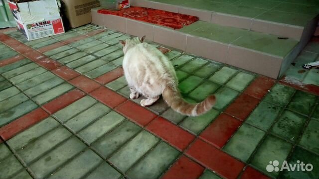 Отдам породистого британского кота в добрые руки
