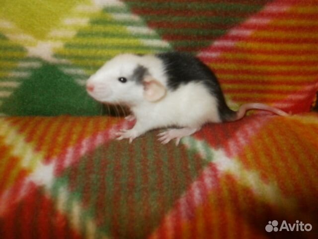 Крысы крысята - Дамбо, разные окрасы, клетки