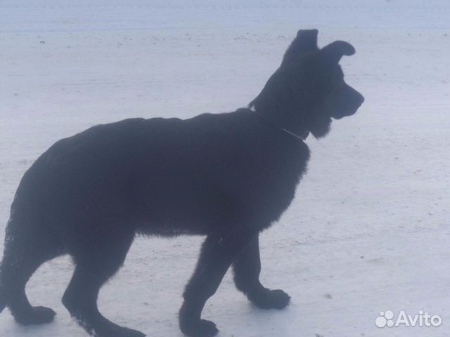 Щенки из питомника служебного собаководства