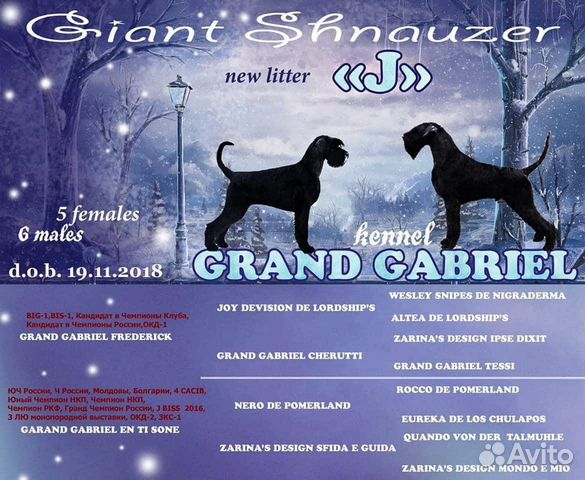 Щенки ризеншнауцера