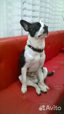 Ищу невесту