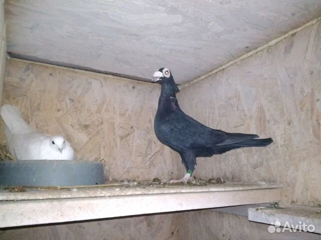 Голубь Дракон Черный