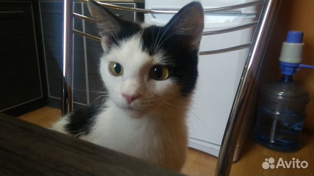 Супер ласковый котенок как из мульти в добрые руки