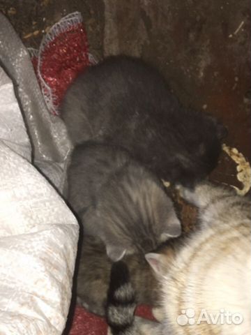 Котята