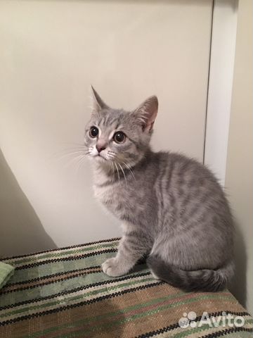 Отдам кошечку