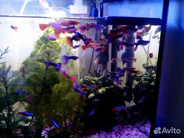 Рыбки гуппи