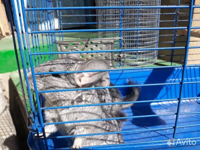 Шиншиллы, пара, стандарт